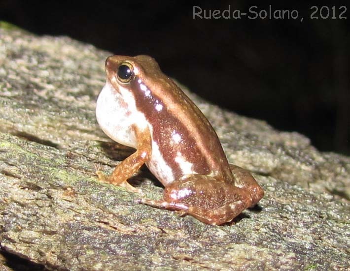 Allobates wayuu from Parque Nacional Natural Macuira on November 15 ...
