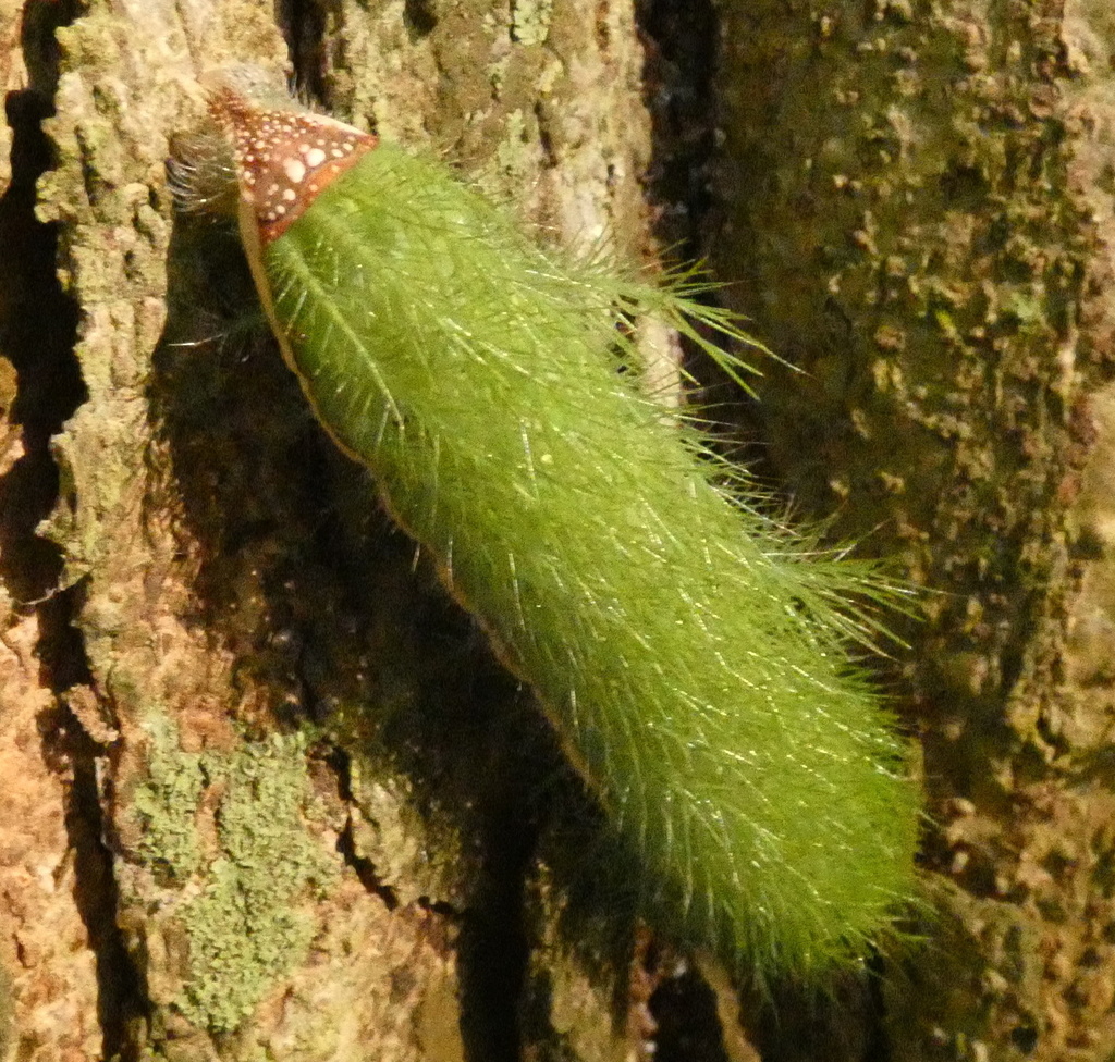 Emperor and Giant Silk Moths from Zona rural de Paudalho - Pernambuco ...