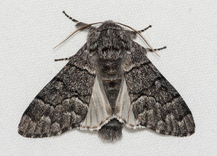 Giant Panthea Moth (Siskiyou Moth Project: Colestin Moth Species ...