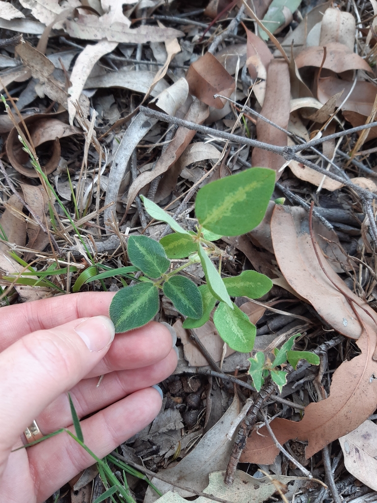 Silverleaf Desmodium from Ransome QLD 4154, Australia on December 01 ...