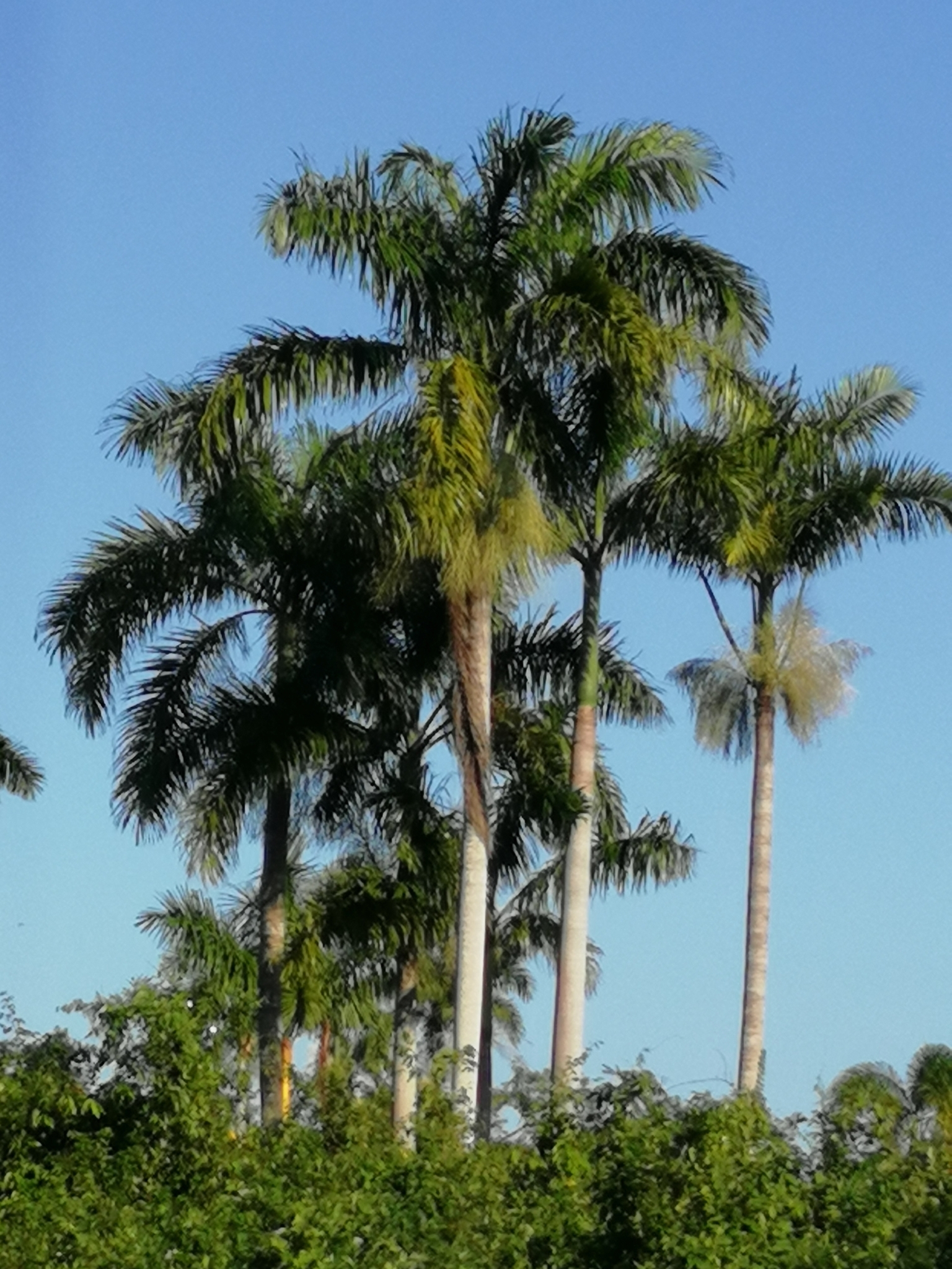 Roystonea dunlapiana P.H.Allen