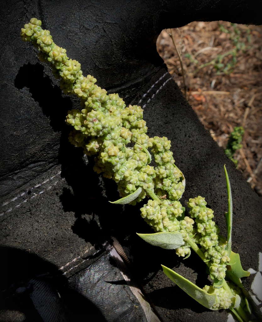 pitseed goosefoot (Plants of Highline Lake State Park) · iNaturalist