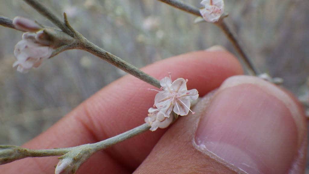 Snow Buckwheat (Eriogonum niveum) - Botanical Realm