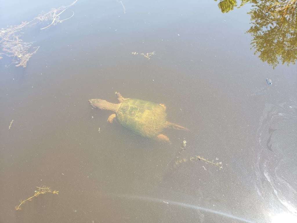 Common Snapping Turtle from Pender County, US-NC, US on December 2 ...