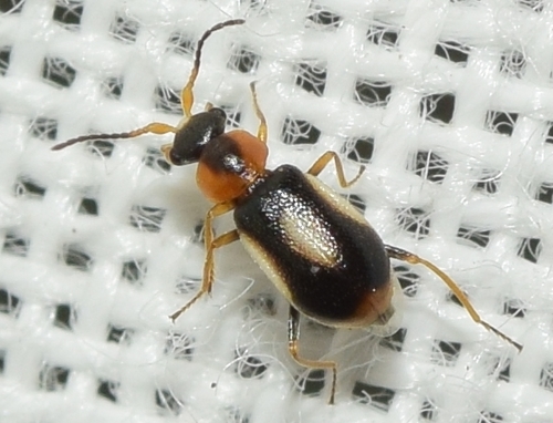 Genus Colotes · iNaturalist