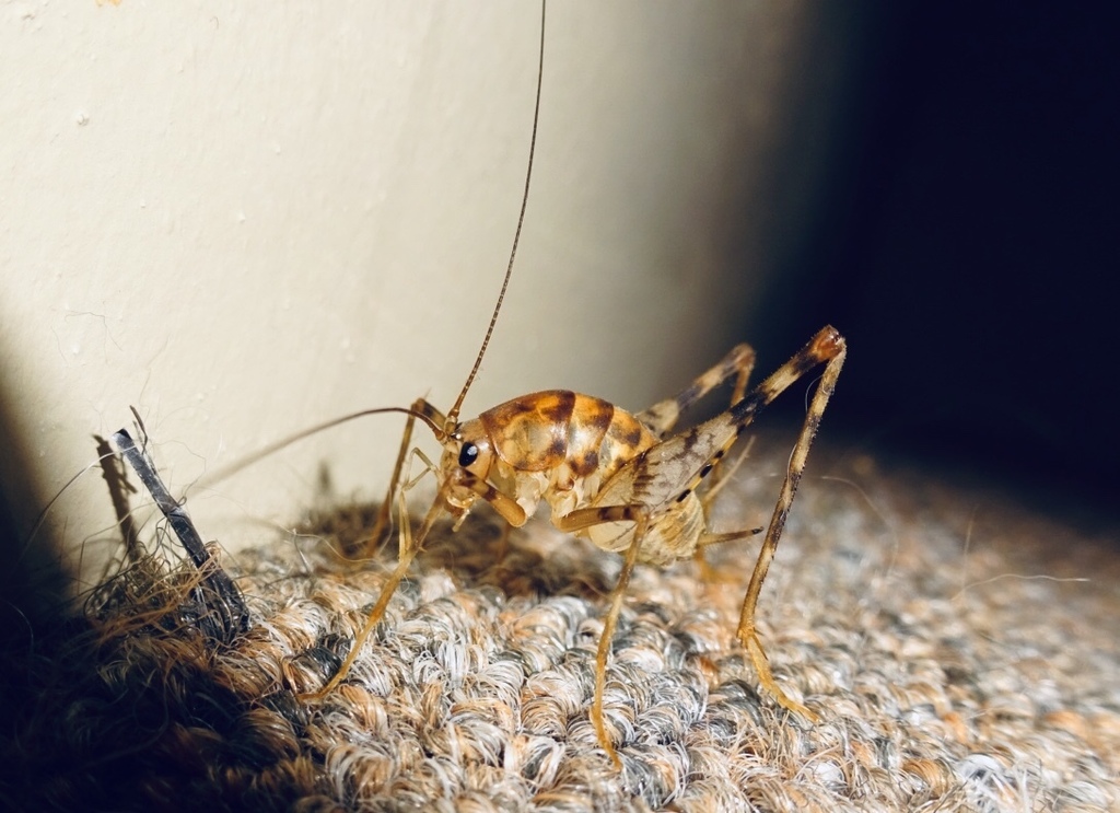 Greenhouse Camel Cricket from Tunnel Hill Rd SW, Cleveland, TN, US on ...