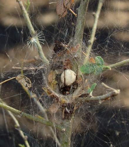 Latrodectus antheratus · iNaturalist