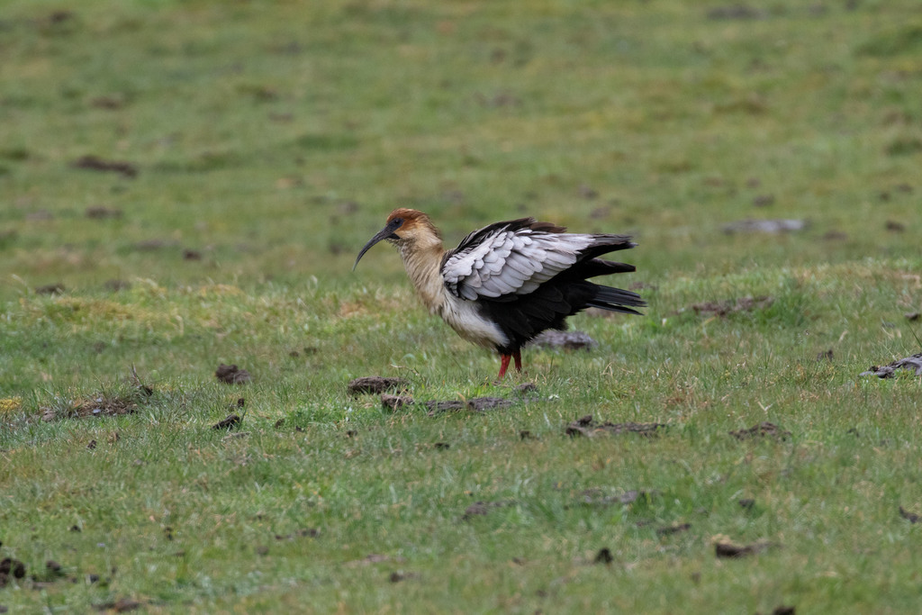 Andean Ibis in December 2020 by thibaudaronson · iNaturalist