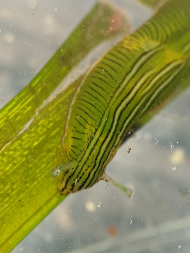 Genus Phyllaplysia · iNaturalist