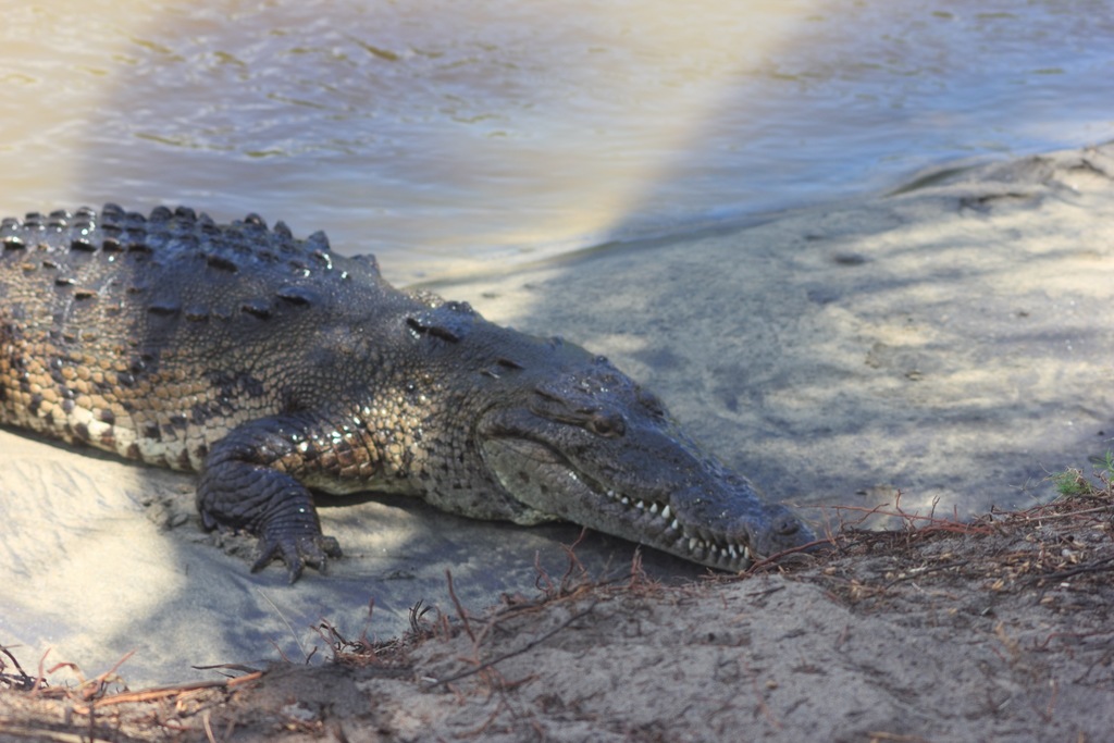 American Crocodile from Santa María Huatulco, Oax., Mexico on August 17 ...