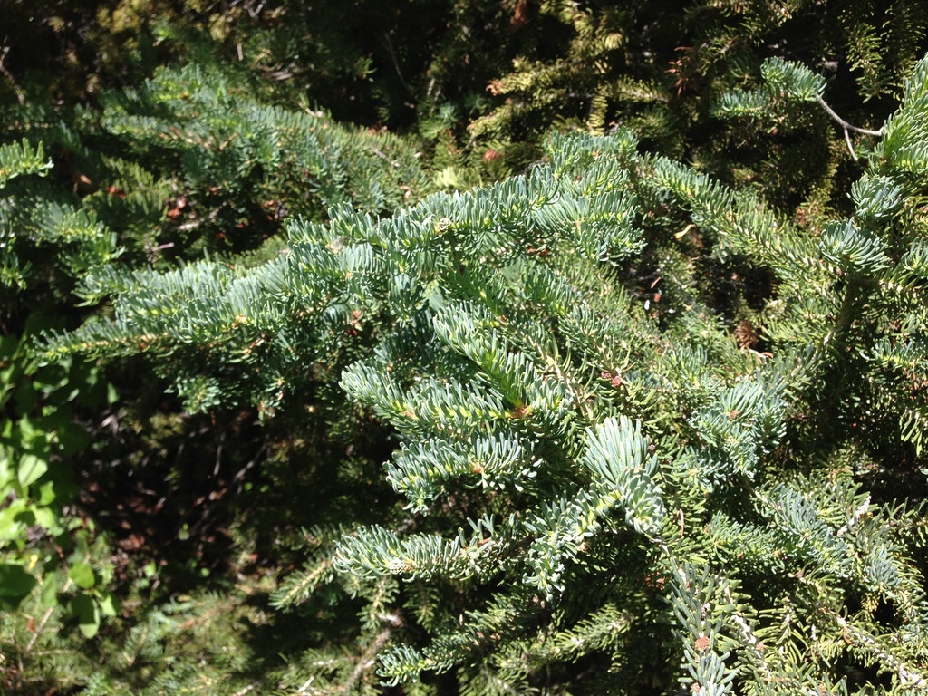 Rocky Mountains Subalpine Fir (Abies lasiocarpa bifolia) - Botanical Realm