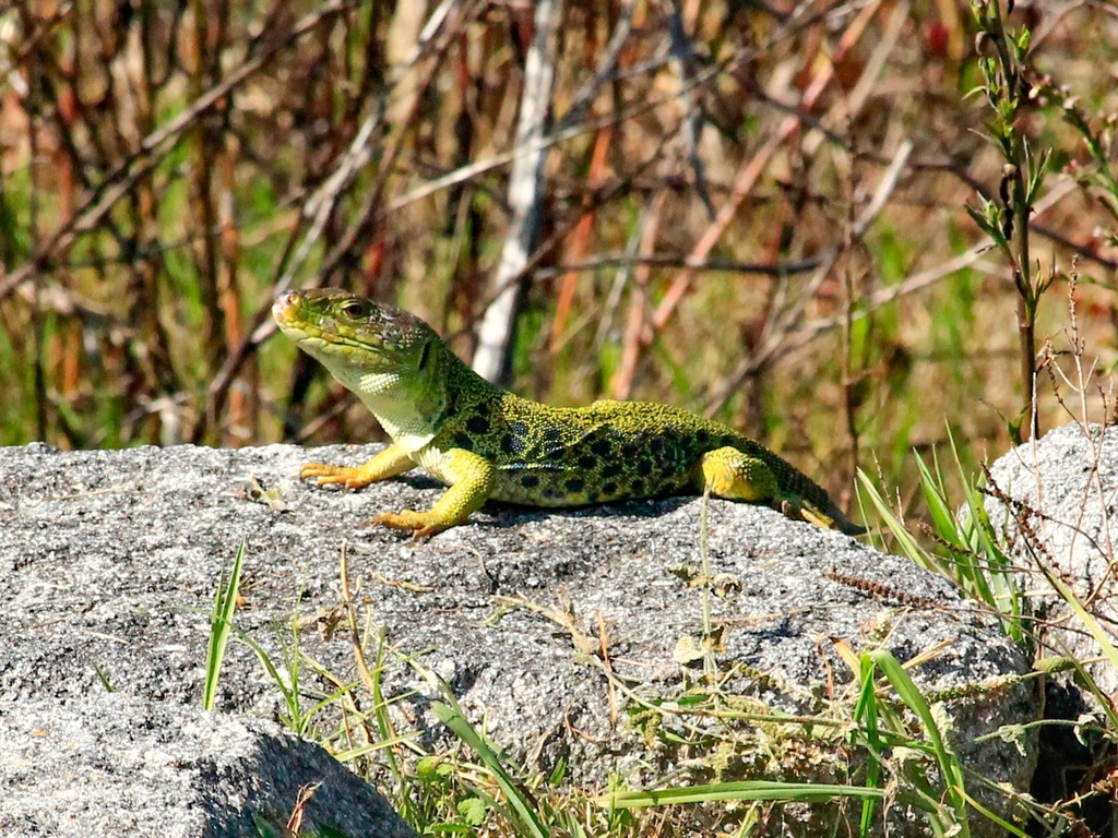 Ocellated lizard from 2810-262 Almada, Portugal on September 25, 2019 ...