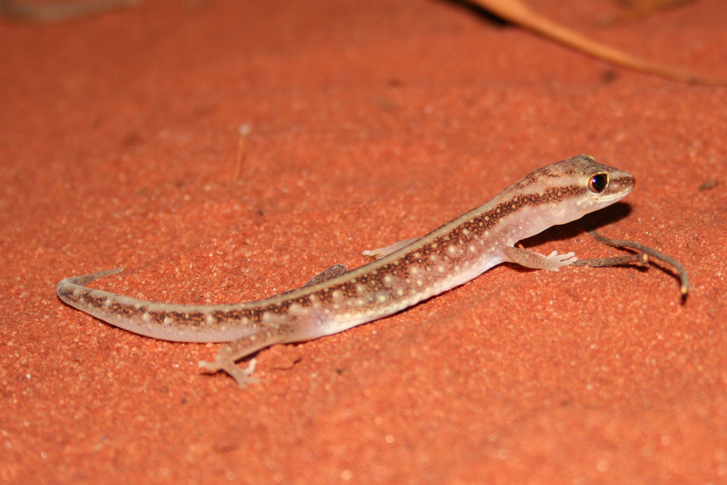 Crowned Gecko from Roebuck WA 6725, Australia on October 02, 2010 at 10 ...