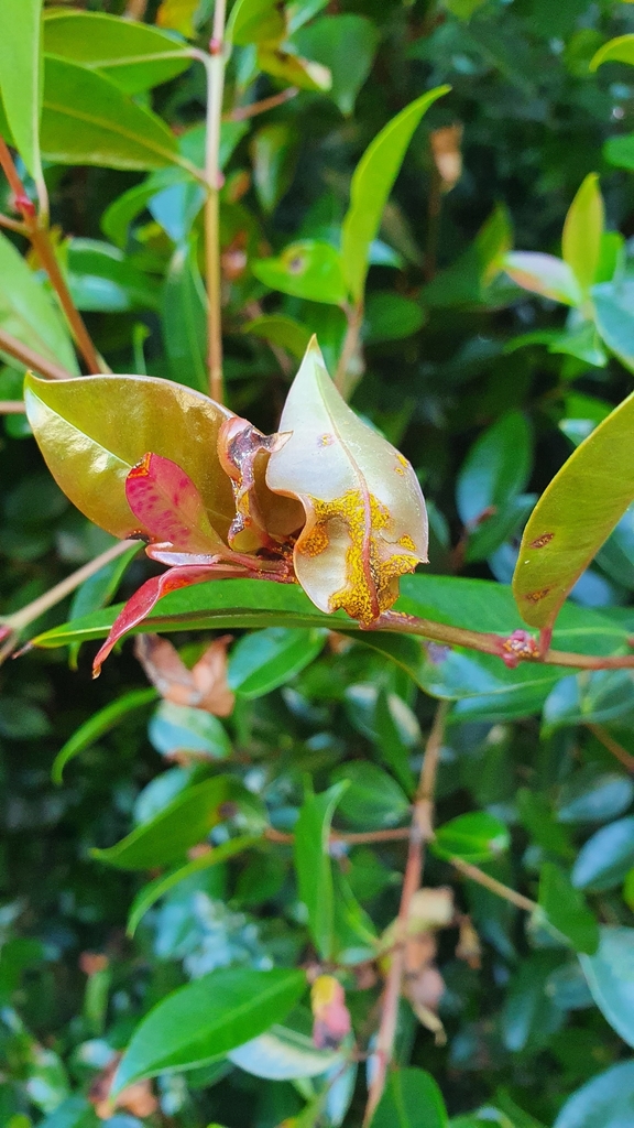 Myrtle Rust from 101 St Andrews Rd on December 03, 2020 at 07:24 PM by ...