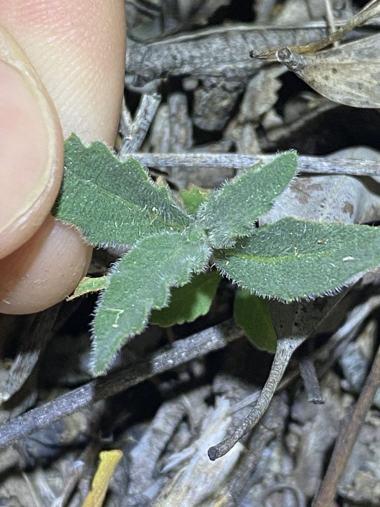 flowering plants from Toohey Forest Park, Nathan, QLD, AU on December 3 ...