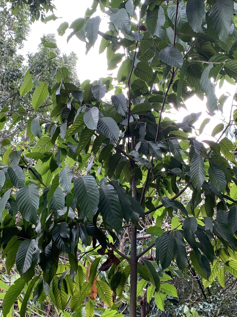 (Shorea polysperma) - Botanical Realm