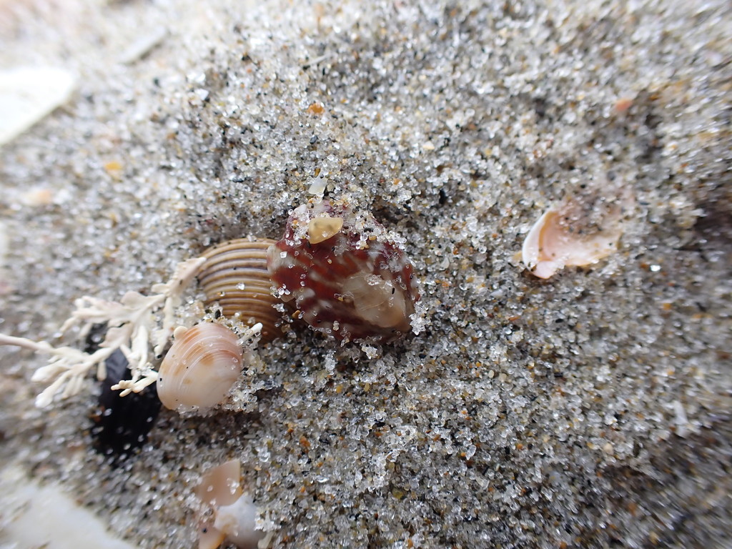 Radiate Limpet from Northland, New Zealand on December 3, 2020 at 12:08 ...