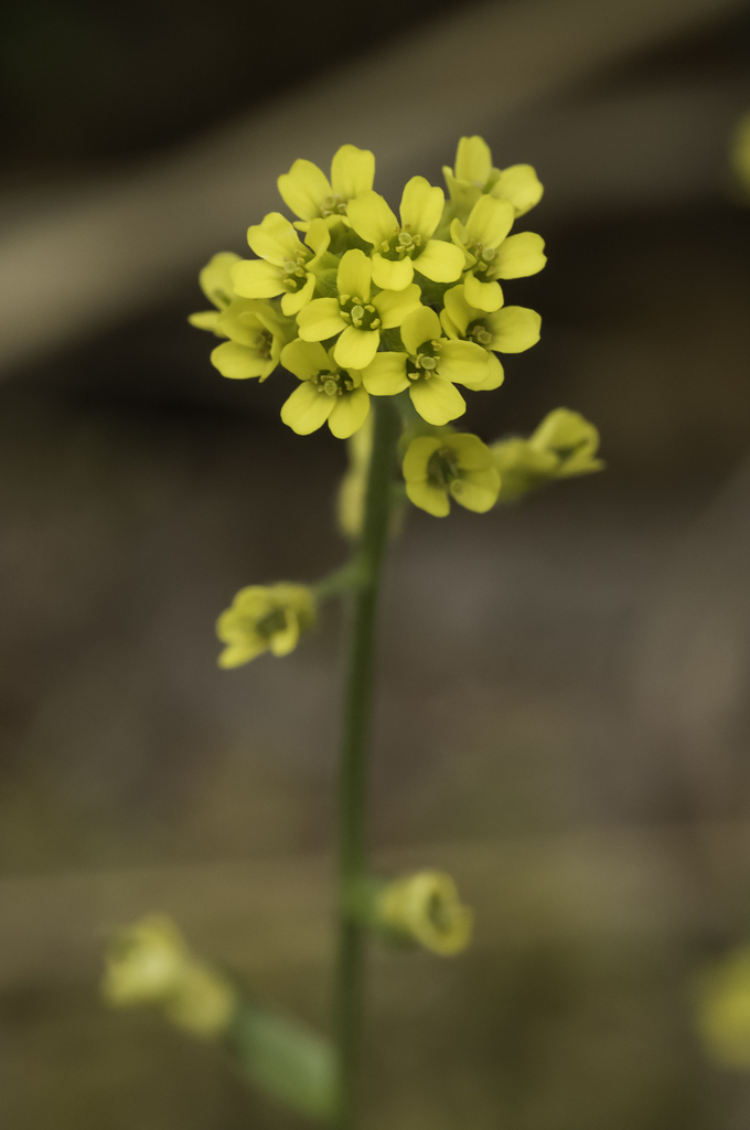 Golden Draba (Alpine Flora of the Southern Rocky Mountains) · iNaturalist