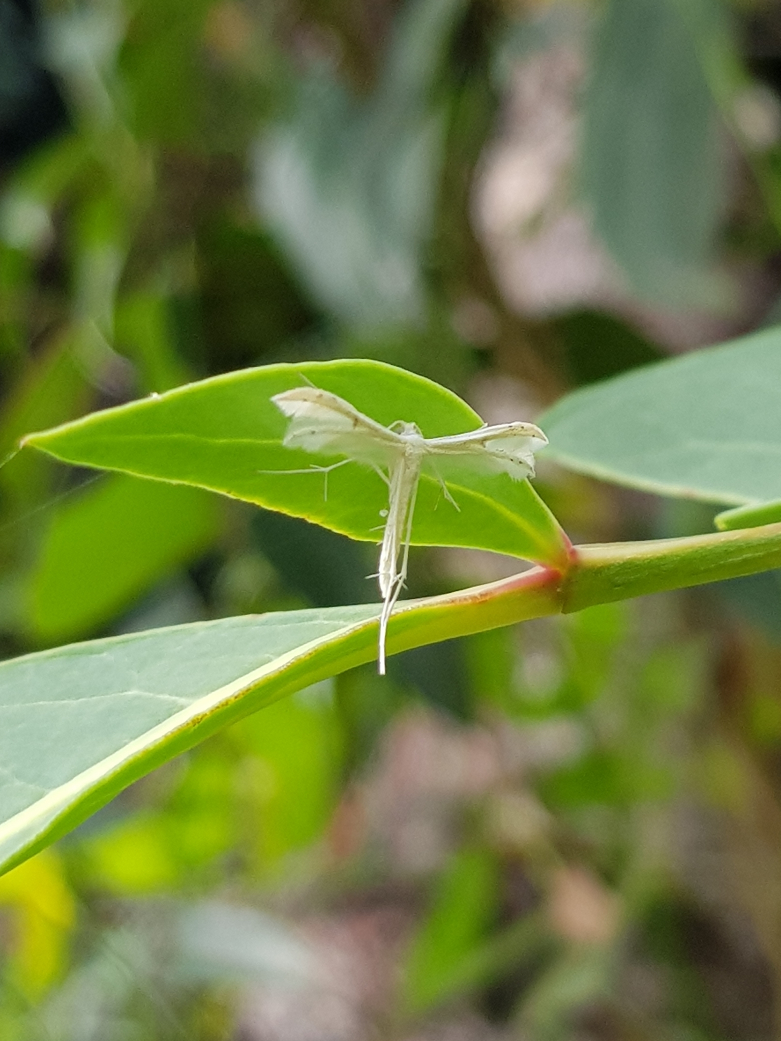 Imbophorus aptalis (Walker, 1864)