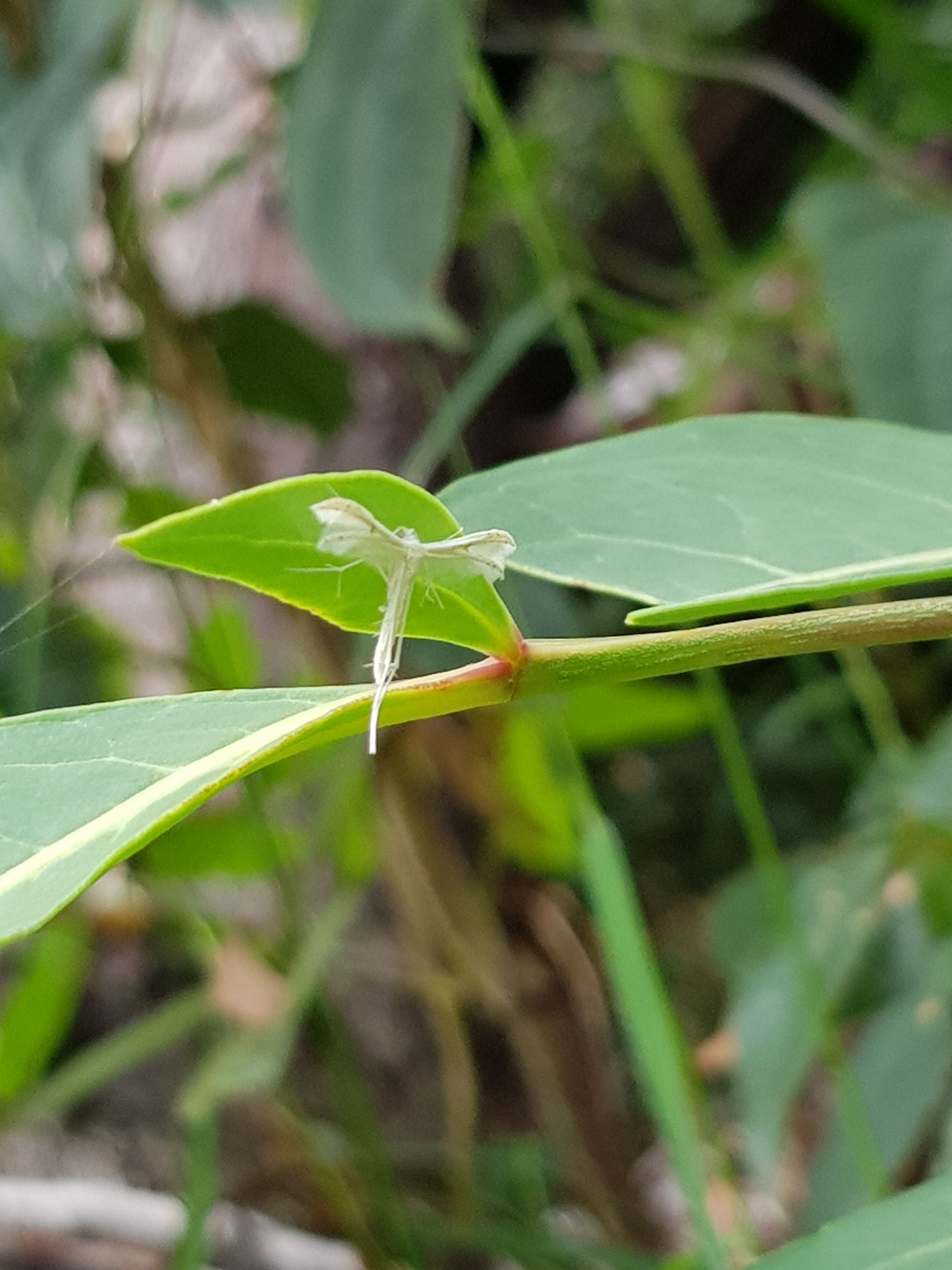 Imbophorus aptalis (Walker, 1864)