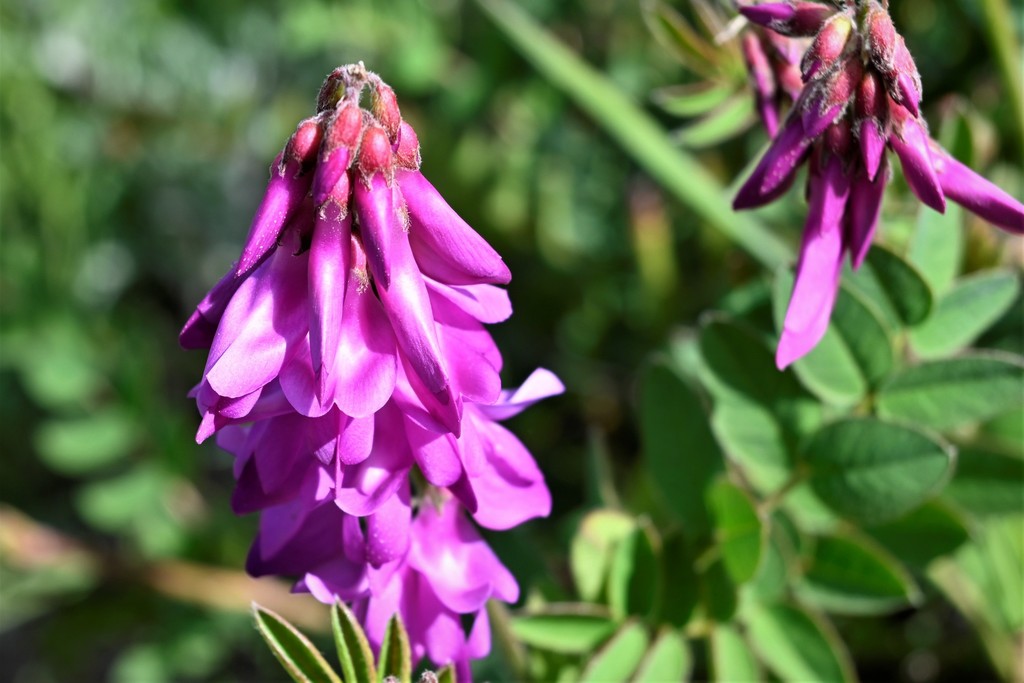 Hedysarum (Fabaceae (Pea) of the Pacific Northwest) · iNaturalist