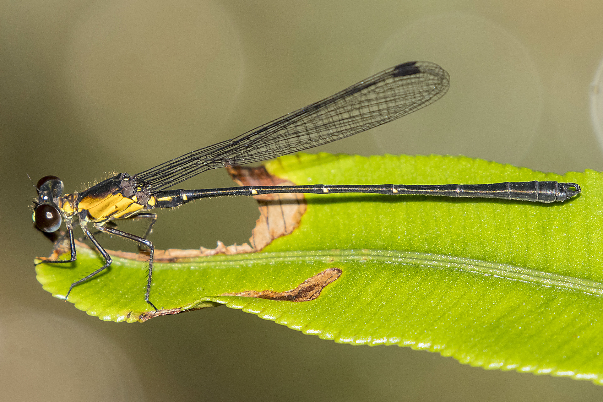 Lestoidea Tillyard, 1913