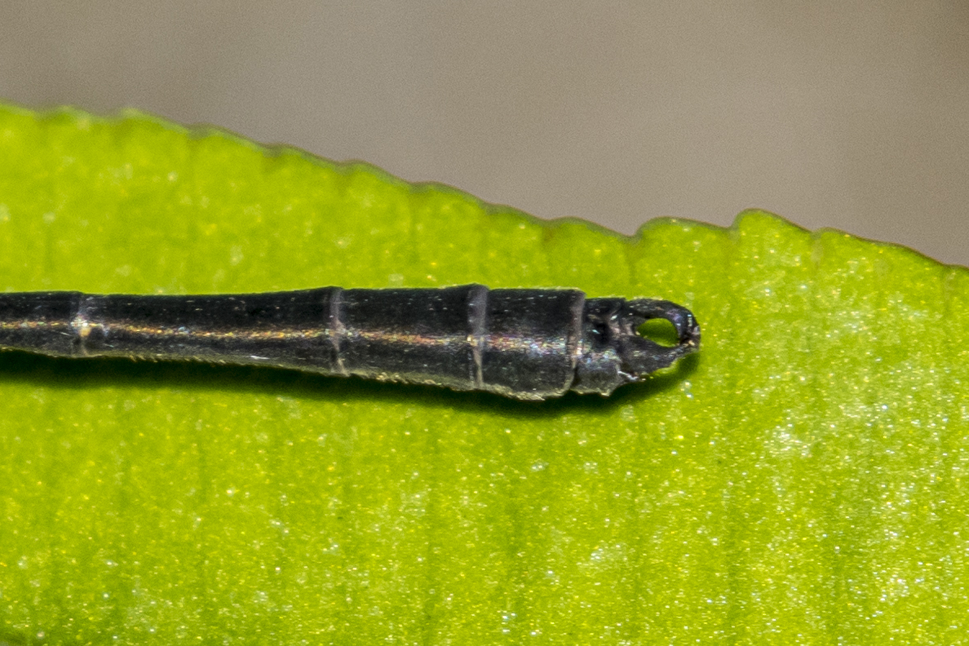 Lestoidea Tillyard, 1913