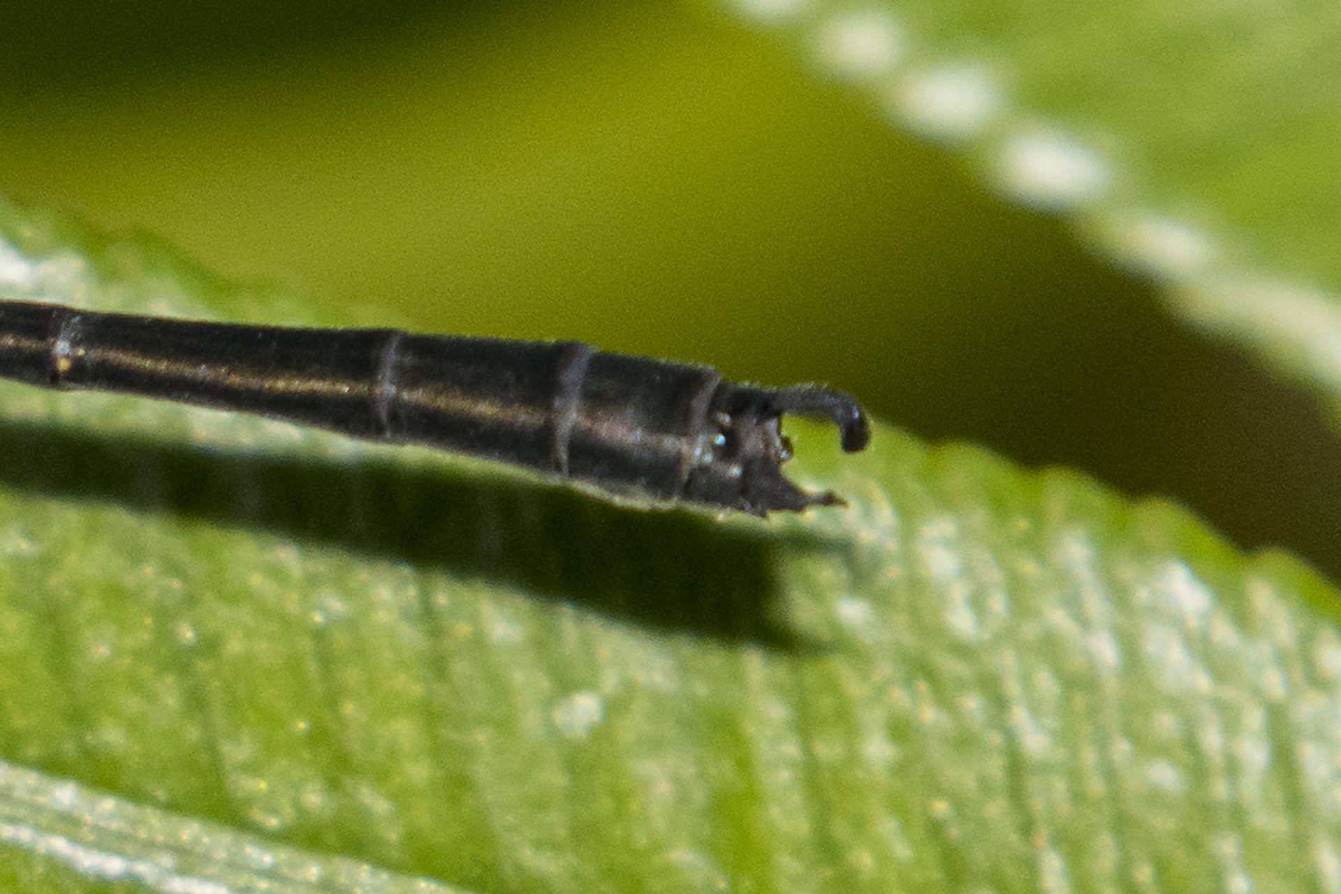 Lestoidea Tillyard, 1913