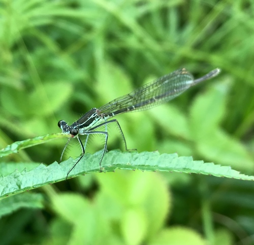 Pseudocopera tokyoensis · iNaturalist