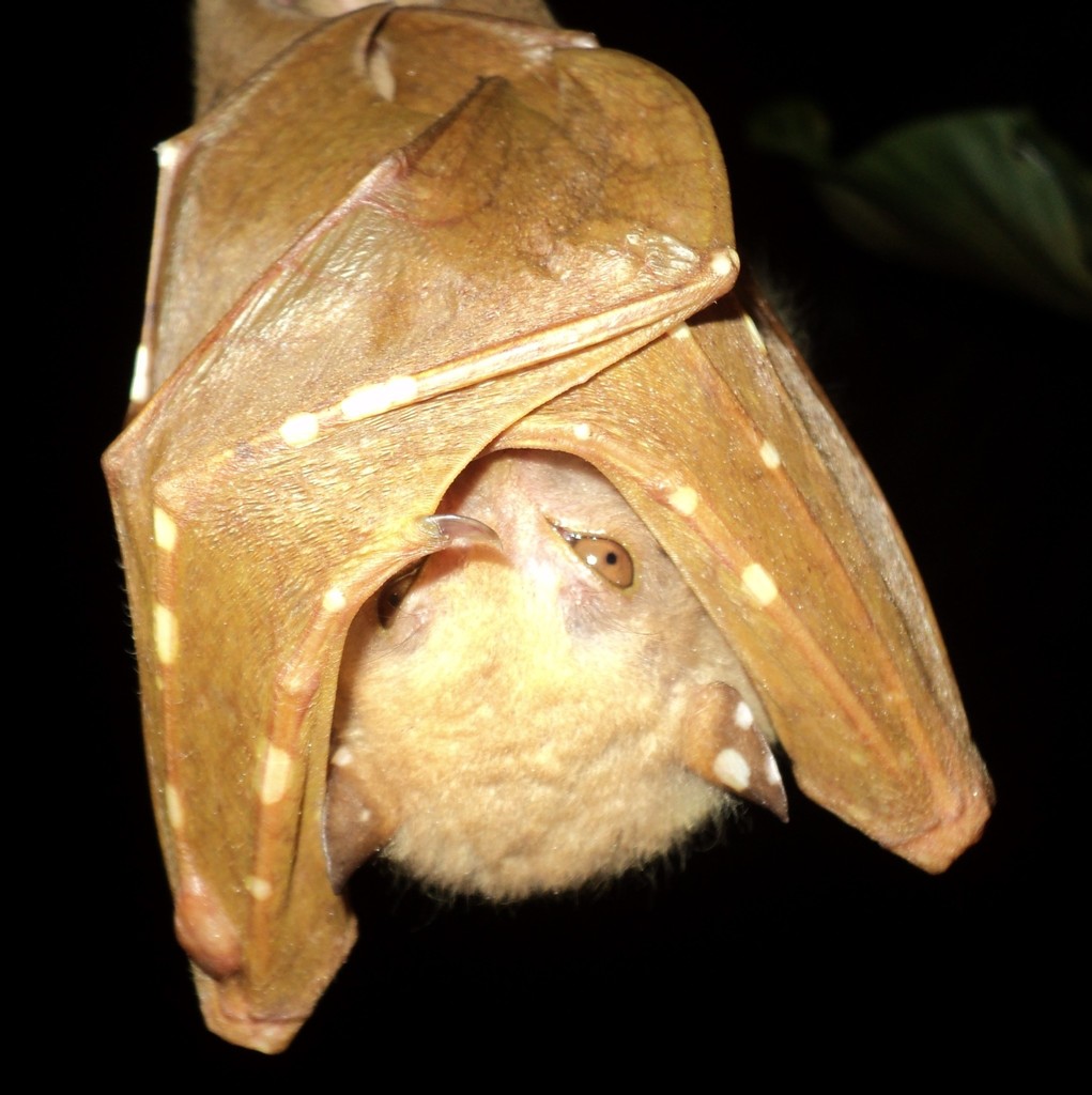 Philippine Tube-nosed Fruit Bat (Nyctimene rabori) - Know Your Mammals