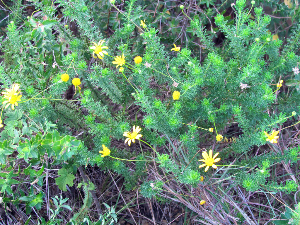 Euryops ursinoides from Woodridge, Port Elizabeth, South Africa on June ...