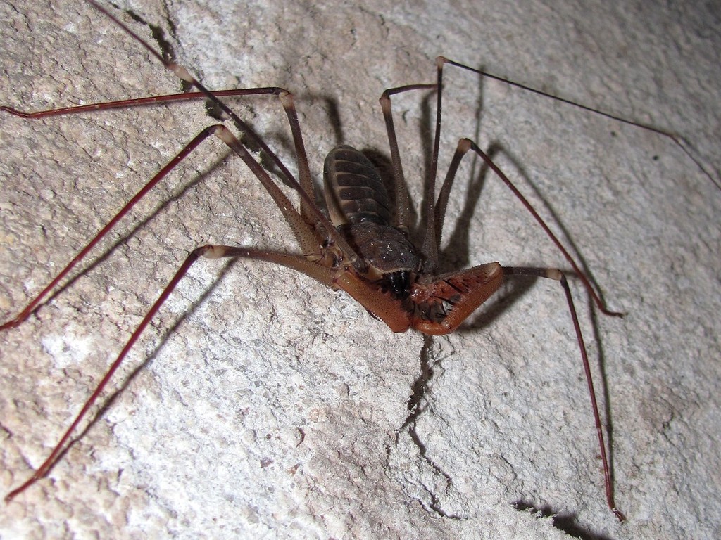 Acanthophrynus coronatus from Yelapa, Jalisco, Mexico on August 19 ...