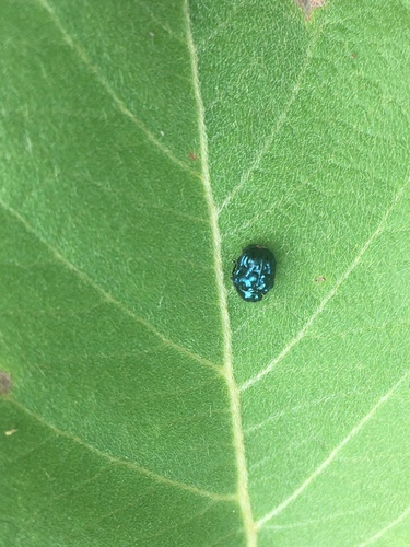 Chlamisus hieroglyphicus · iNaturalist