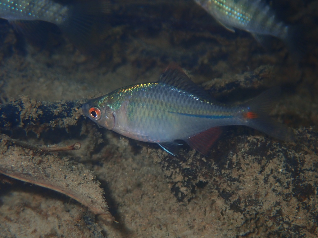 Rosy Bitterling in December 2020 by Tse Chung Yi · iNaturalist