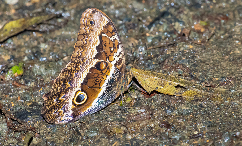 Caligo oberthurii from Santuario de Fauna y Flora Otún Quimbaya, La ...