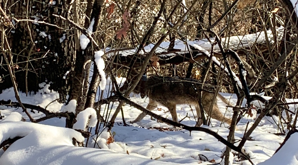 Coyote from High Park, Toronto, ON, CA on December 2, 2020 at 02:03 PM ...