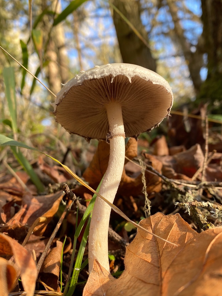 Questionable Stropharia from Howard Buford Recreation Area, Springfield ...