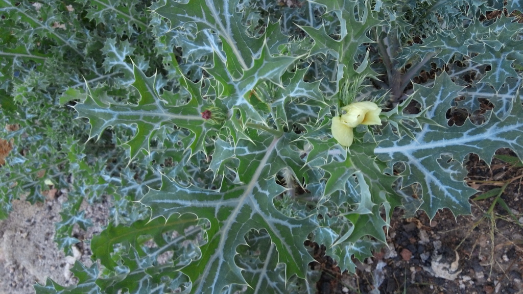 Mexican Poppy from Constituyentes de Apatzingán de 1814, Morelia, Mich ...