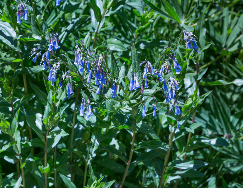 mountain bluebells from Gunnison County, CO, USA on July 19, 2019 at 12 ...