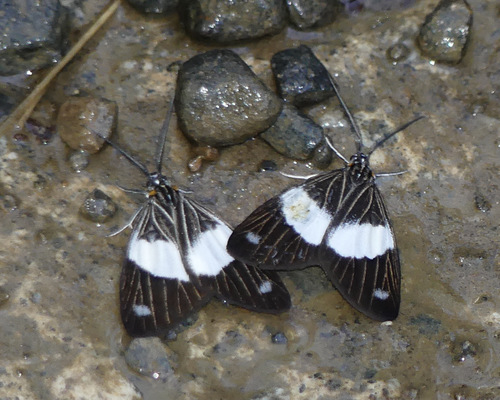 Euchontha carboniptera · iNaturalist