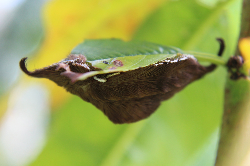 Southern Flannel Moth (Insects and Arachnids of Coronado National ...