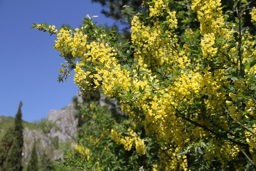 Common Laburnum (Introduced Species of Uplands Park, Oak Bay, BC ...