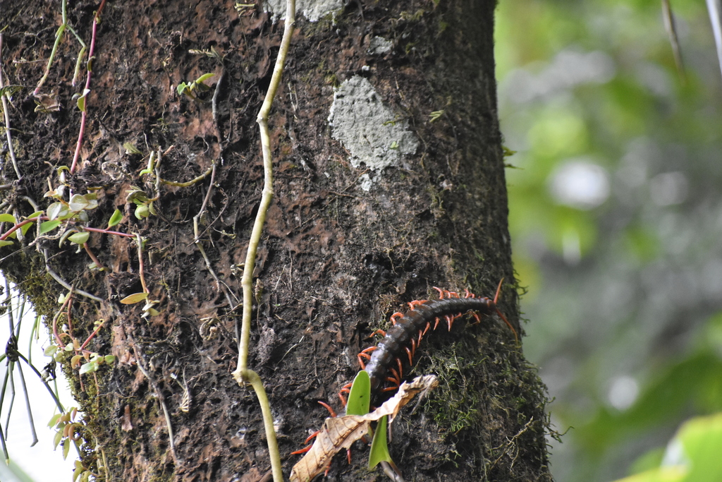 Scolopendra sumichrasti from Jardín Escultórico de Edward James on ...
