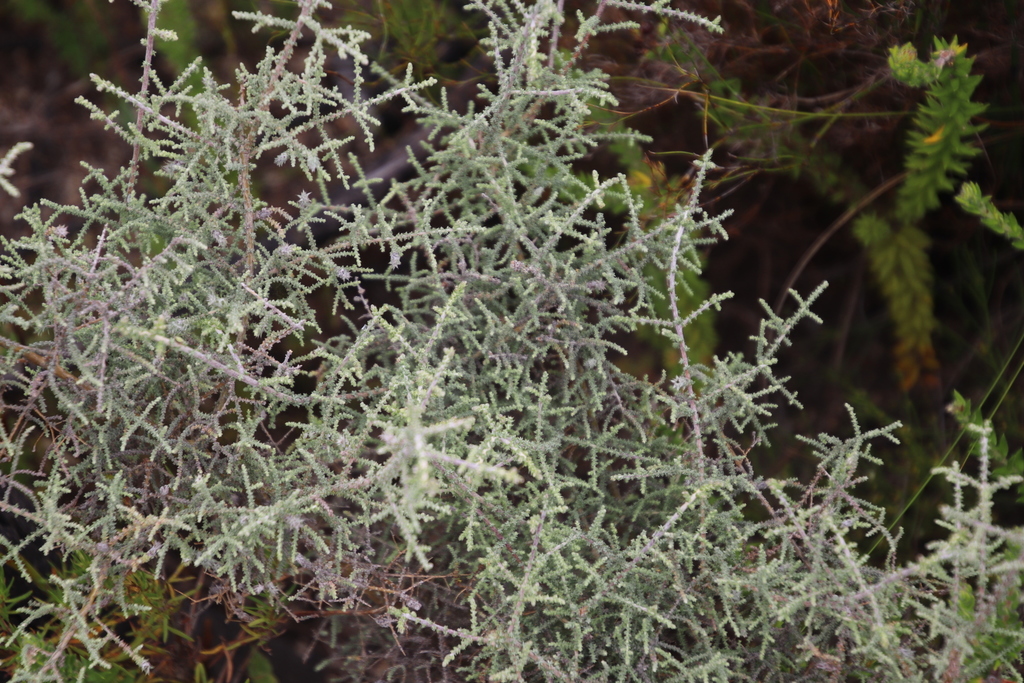 Stoebe plumosa (Plants of the Tygerberg Nature Reserve) · iNaturalist