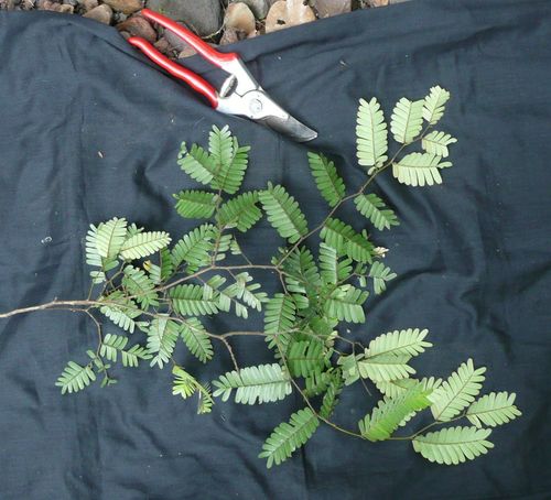 Plagiosiphon emarginatus · iNaturalist