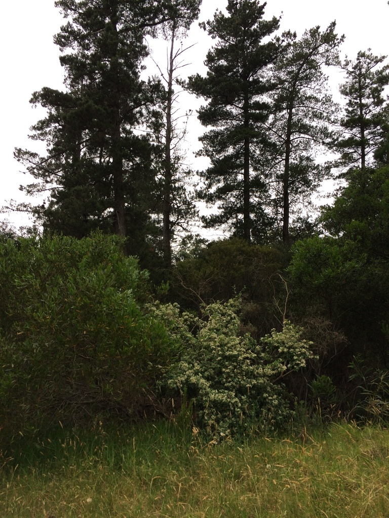 Monterey pine from Melbourne VIC, Australia on December 5, 2020 at 06: ...