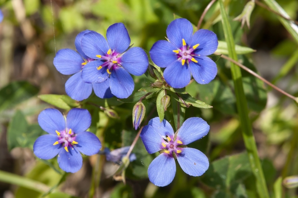 Flax-leaved Blue Pimpernel (Flora Autóctona de la Alcarria de Alcalá ...