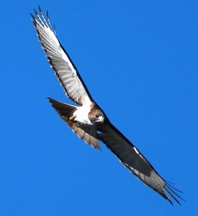 Red-tailed Hawk from Cross Plains, TX, US on December 4, 2020 at 02:55 ...