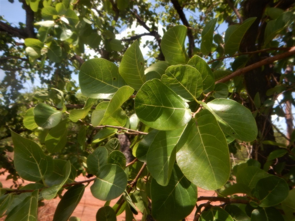 Ficus aculeata from Koolpinyah NT 0822, Australia on December 3, 2020 ...