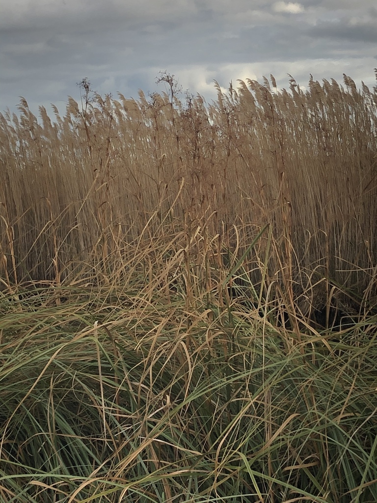 Swamp Sawgrass from Point Peter Rd, Stumpy Point, NC, US on December 4 ...